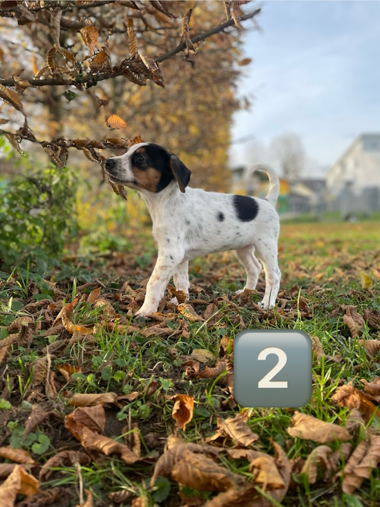 Welpen - Tierheim Heppenheim