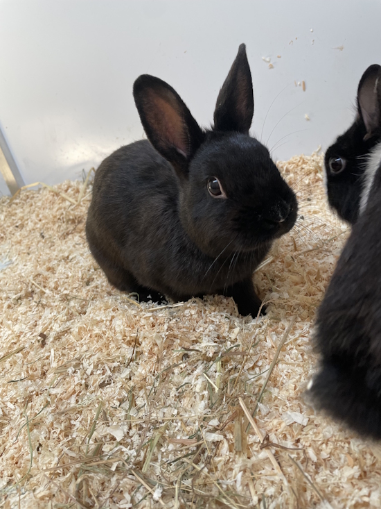 Samara - Tierheim Heppenheim